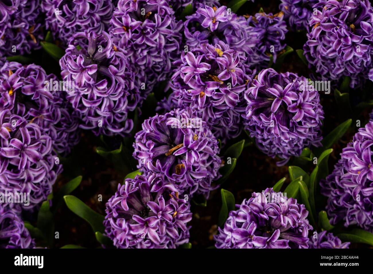 Blooming purple hyacinths close-up, Keukenhof worlds largest flower ...