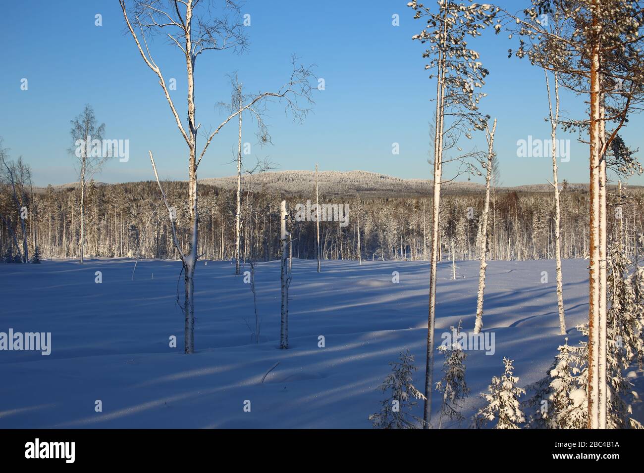 Forest clearing in Swedish winter in Vasterbotten Stock Photo - Alamy