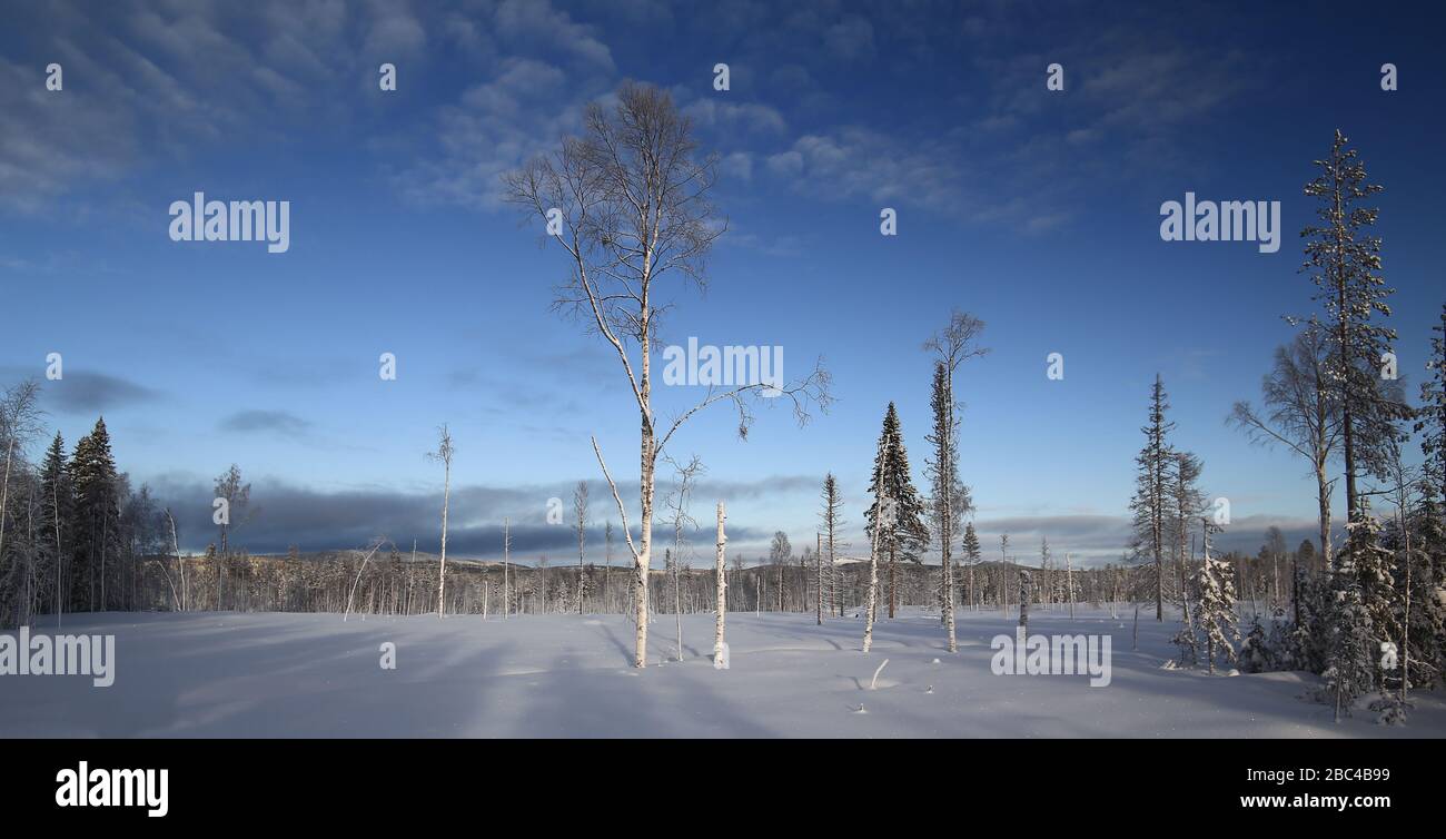 Forest clearing in Swedish winter in Vasterbotten Stock Photo - Alamy