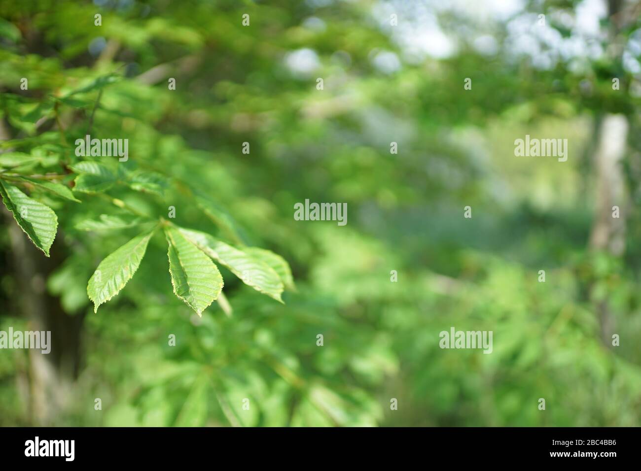 Chestnut tree branch with lush green leaves Stock Photo - Alamy