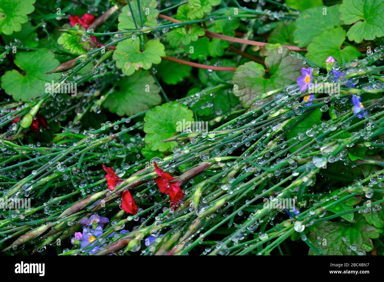Plant foliage in heavy rain hi-res stock photography and images - Alamy