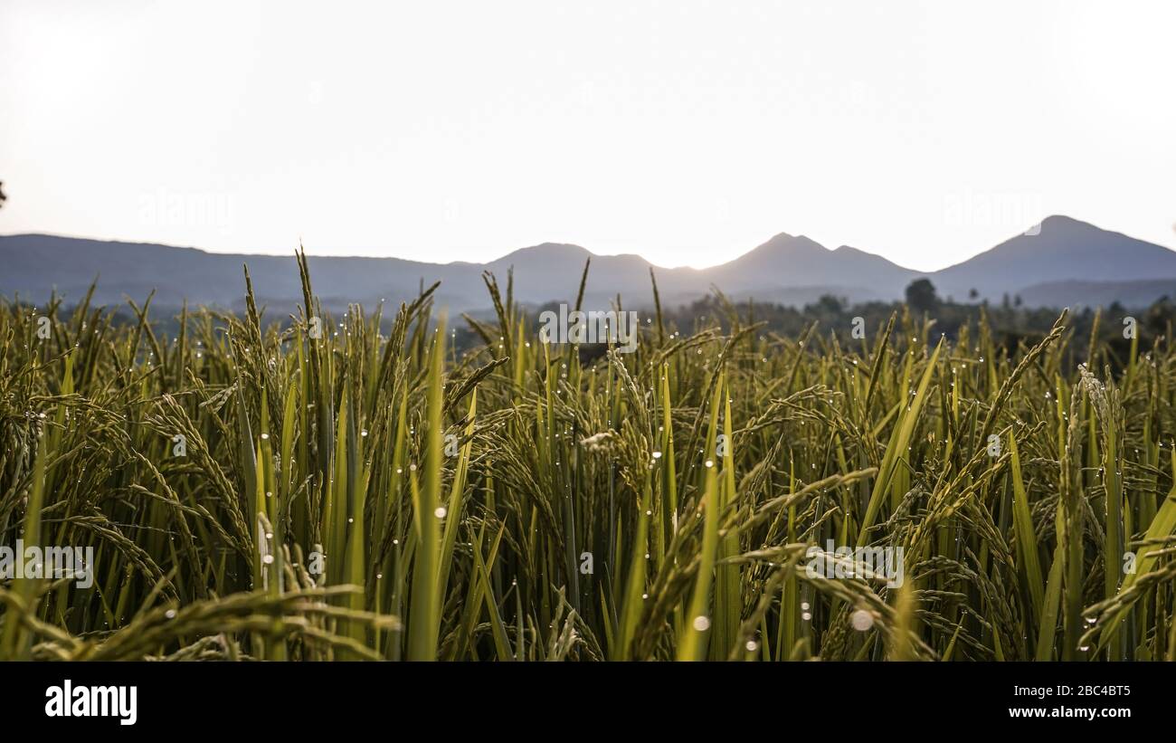 Close up of rice and dew in the rice fields at sunrise Stock Photo - Alamy