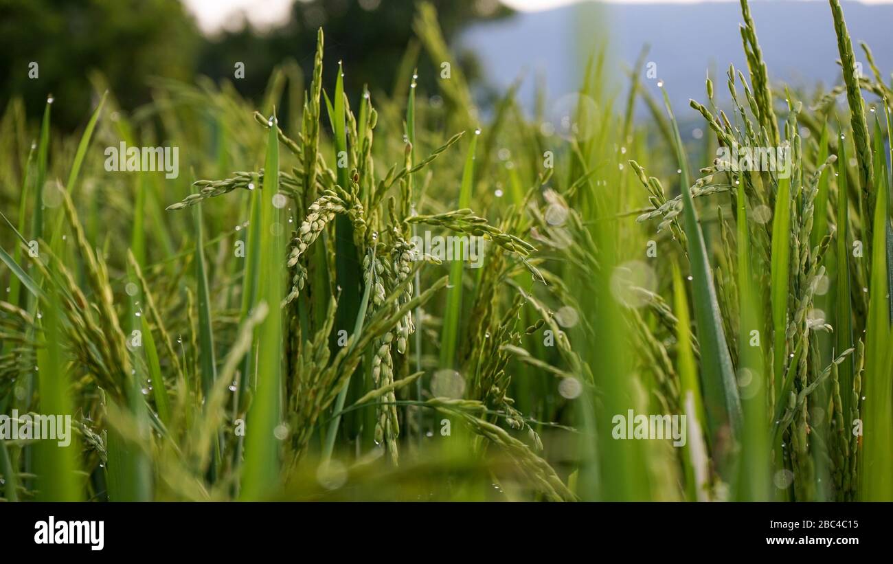 Close up of rice and dew in the rice fields at sunrise Stock Photo - Alamy