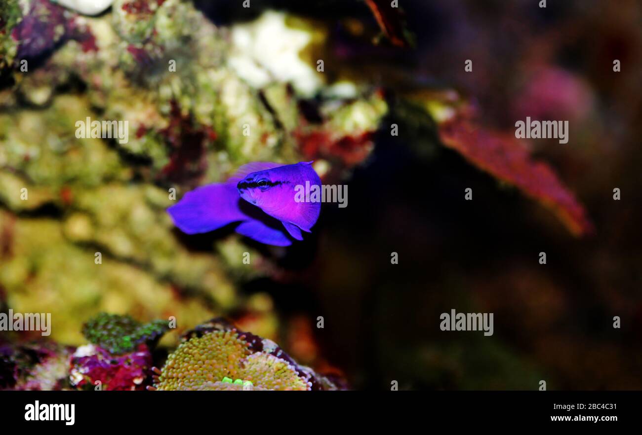Orchid dottyback saltwater fish - Pseudochromis fridmani Stock Photo ...