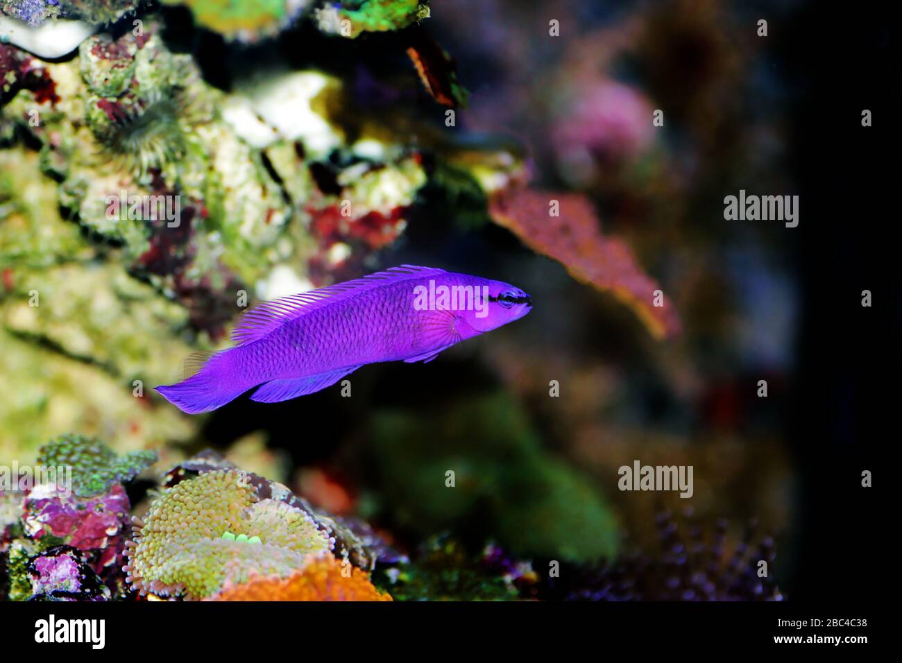 Orchid dottyback saltwater fish - Pseudochromis fridmani Stock Photo ...