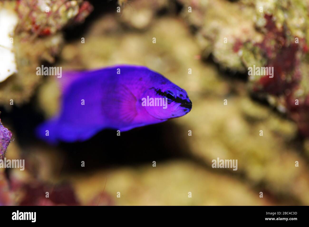 Orchid dottyback saltwater fish - Pseudochromis fridmani Stock Photo ...
