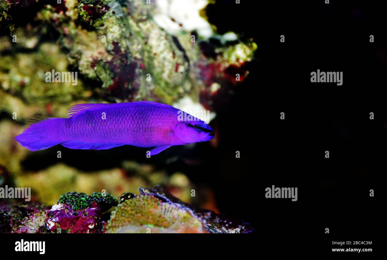 Orchid dottyback saltwater fish - Pseudochromis fridmani Stock Photo ...