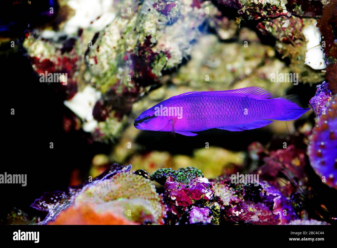 Purple Pseudochromis High Resolution Stock Photography and Images - Alamy