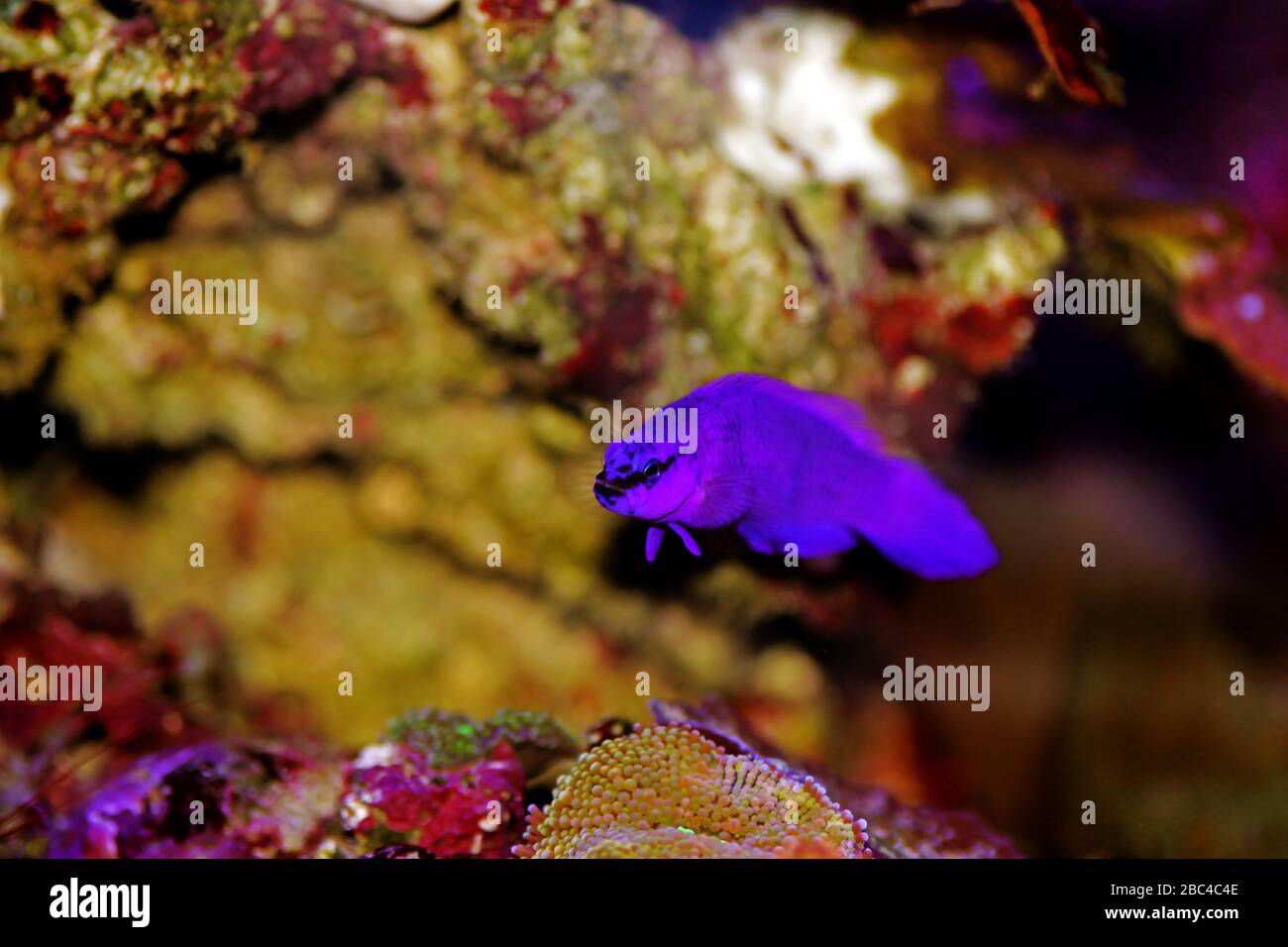 Orchid dottyback saltwater fish - Pseudochromis fridmani Stock Photo ...