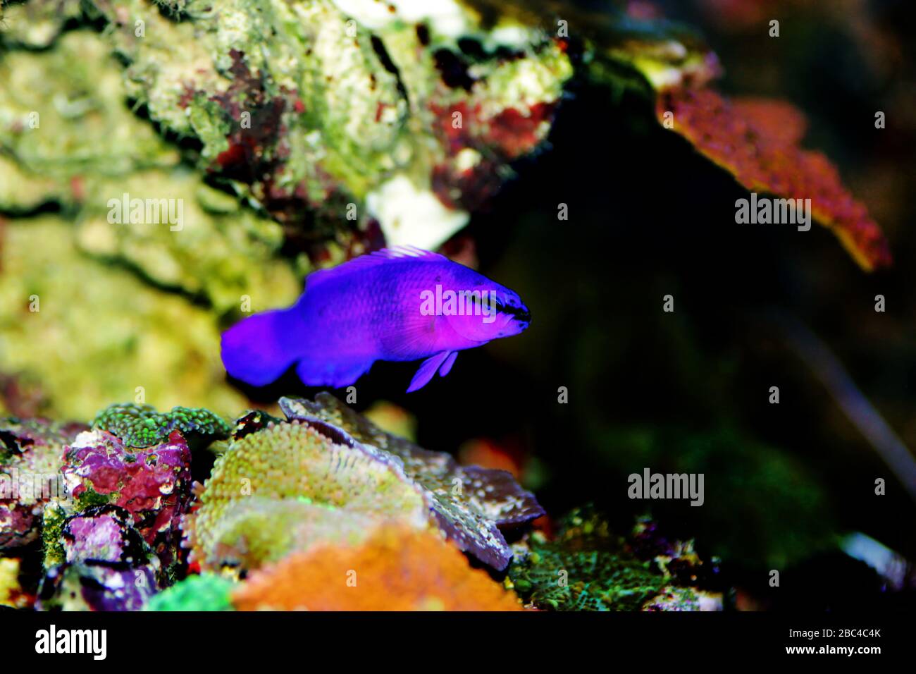 Orchid dottyback saltwater fish - Pseudochromis fridmani Stock Photo ...