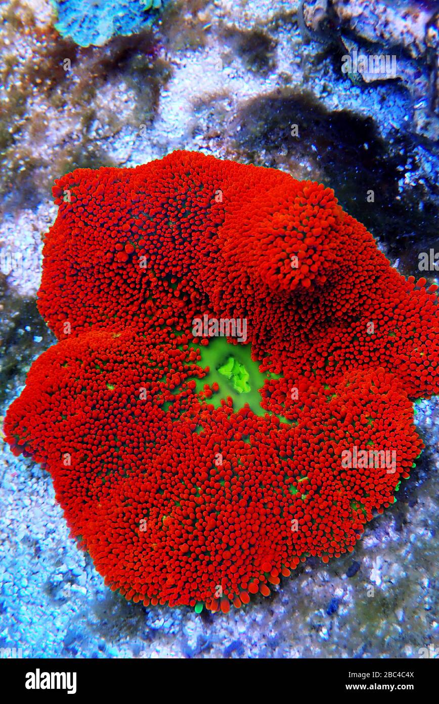 Stichodactyla haddoni red sea hi-res stock photography and images - Alamy