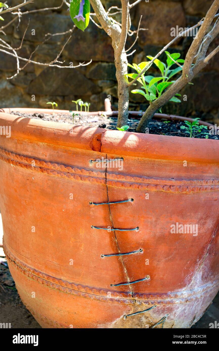 Broken crock plant hi-res stock photography and images - Alamy