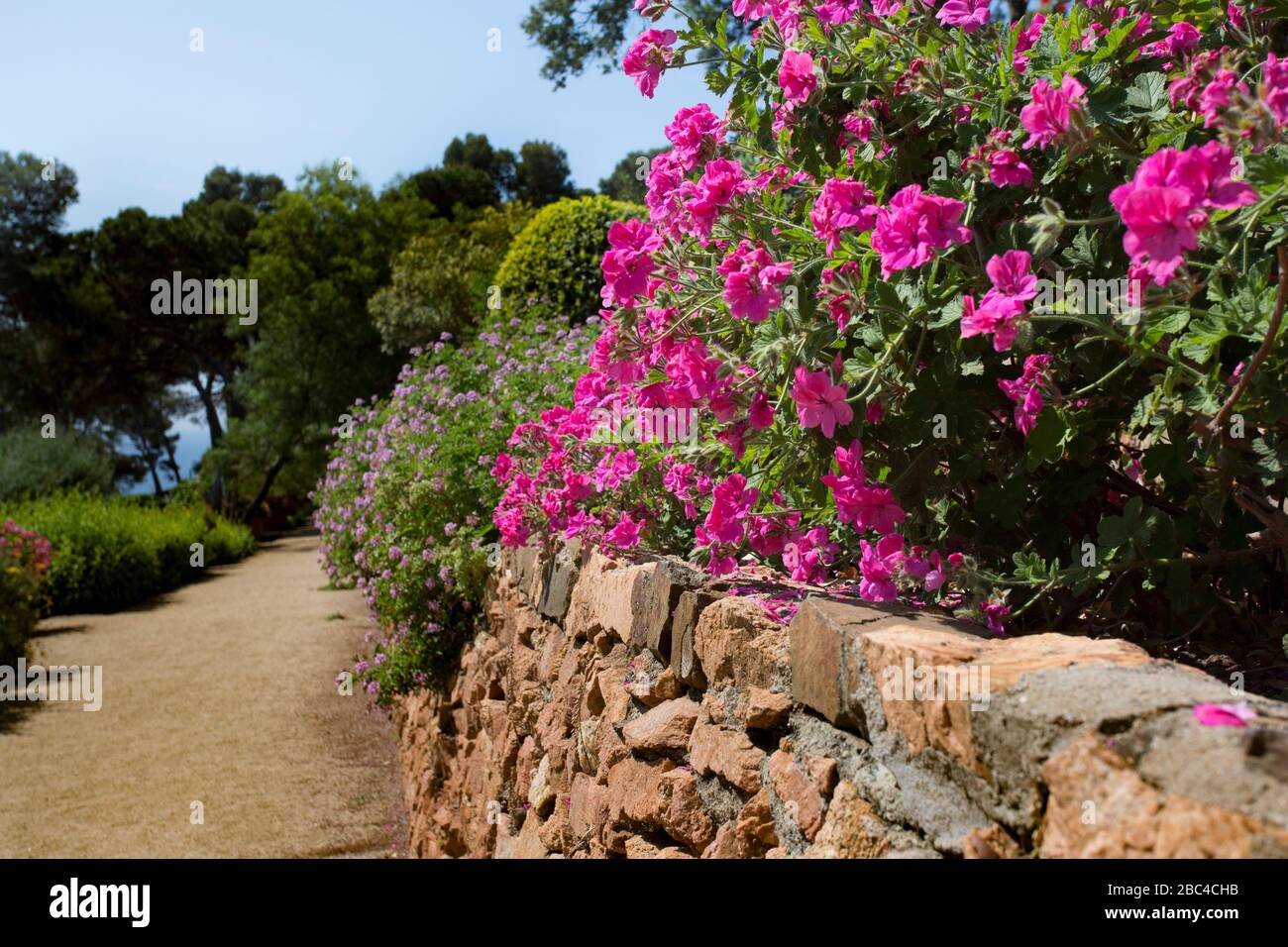 Flowering geranium bush on stone terrace of Cap Roig Botanical Garden ...