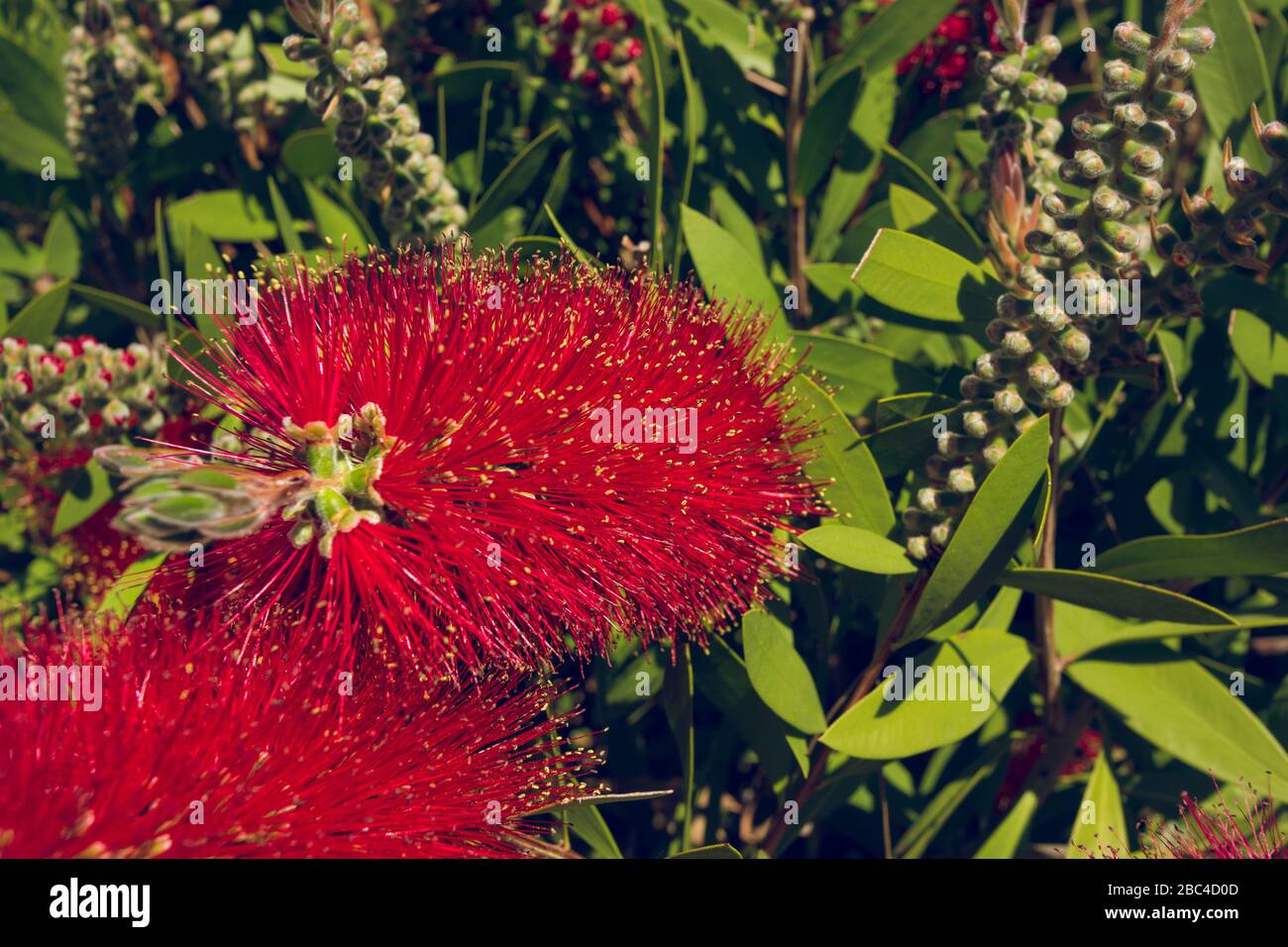 callistemon flowers and buds close-up on a green background Stock Photo ...