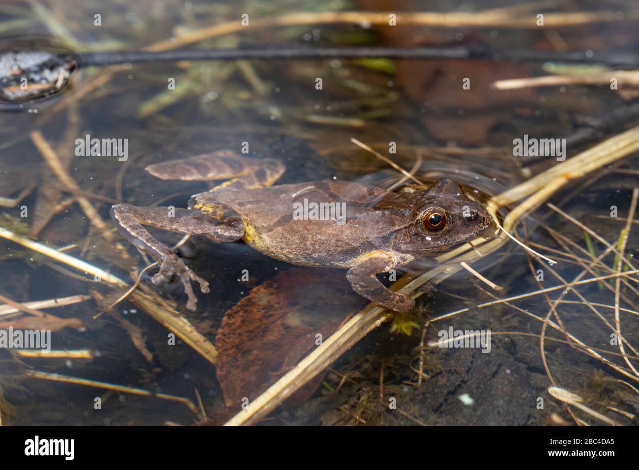 Spring peeper in a vernal pool - Pseudacris crucifer Stock Photo - Alamy