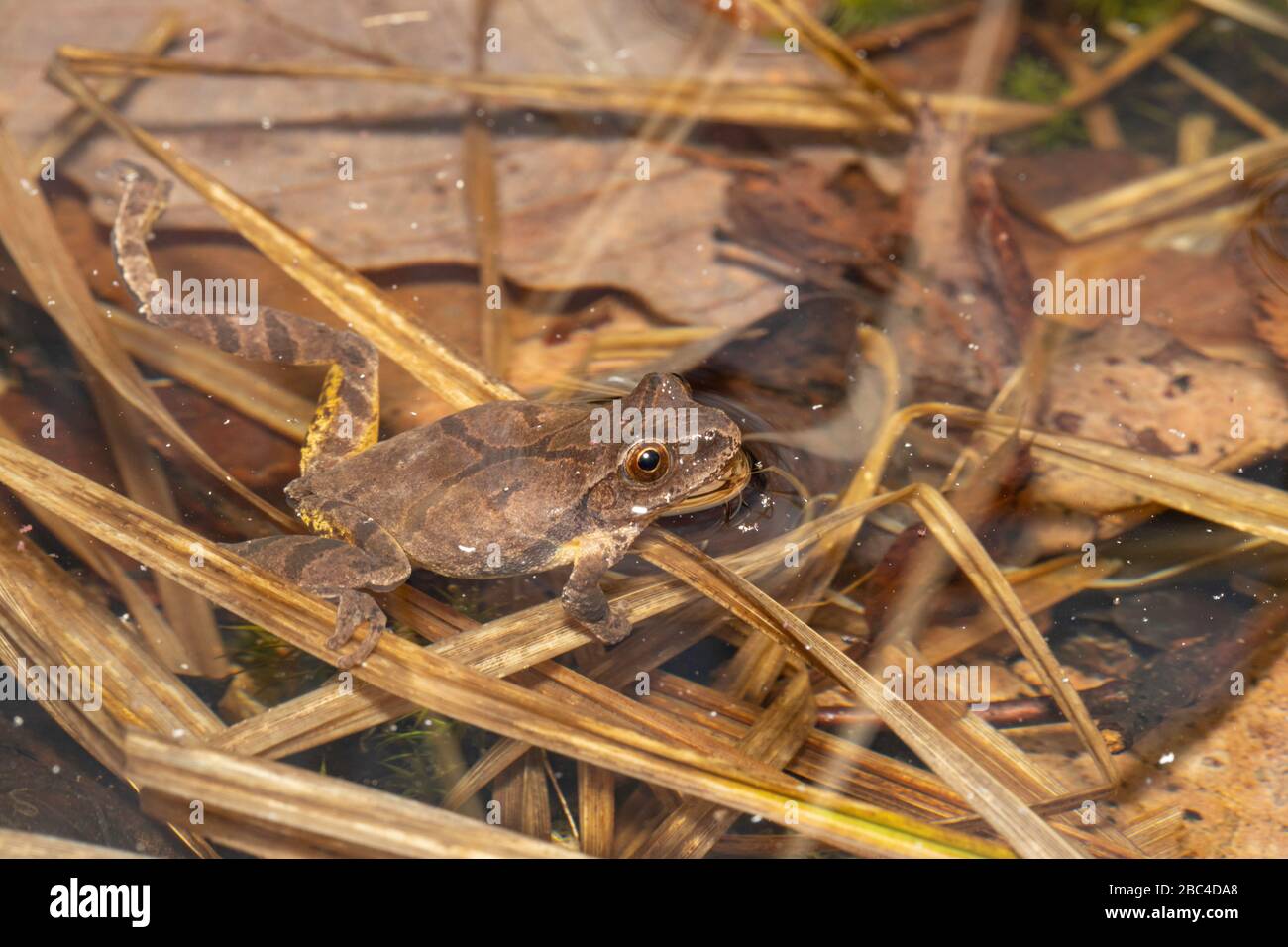 Spring peeper tree frog hi-res stock photography and images - Alamy