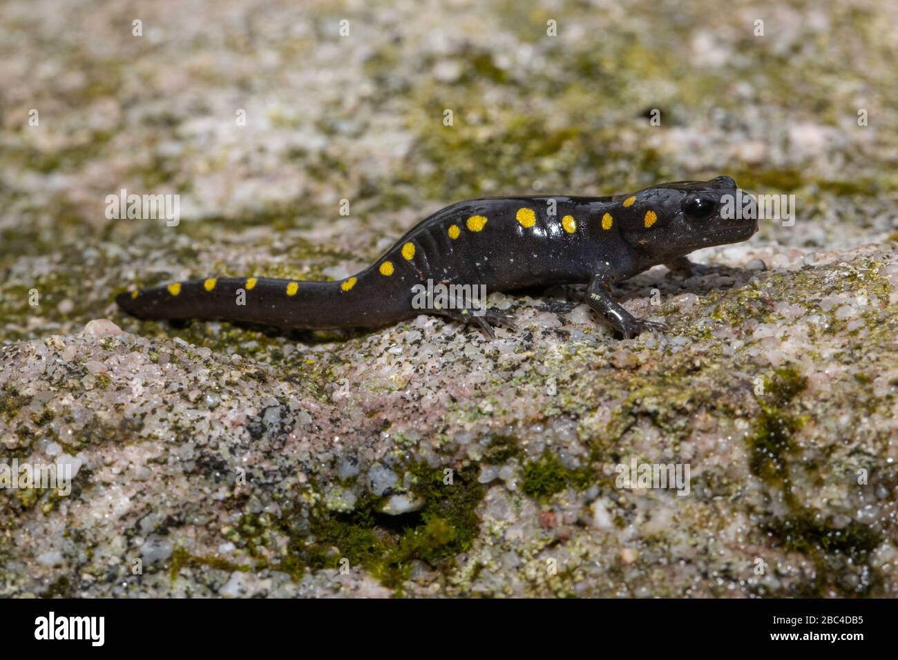 Baby Fire Salamander