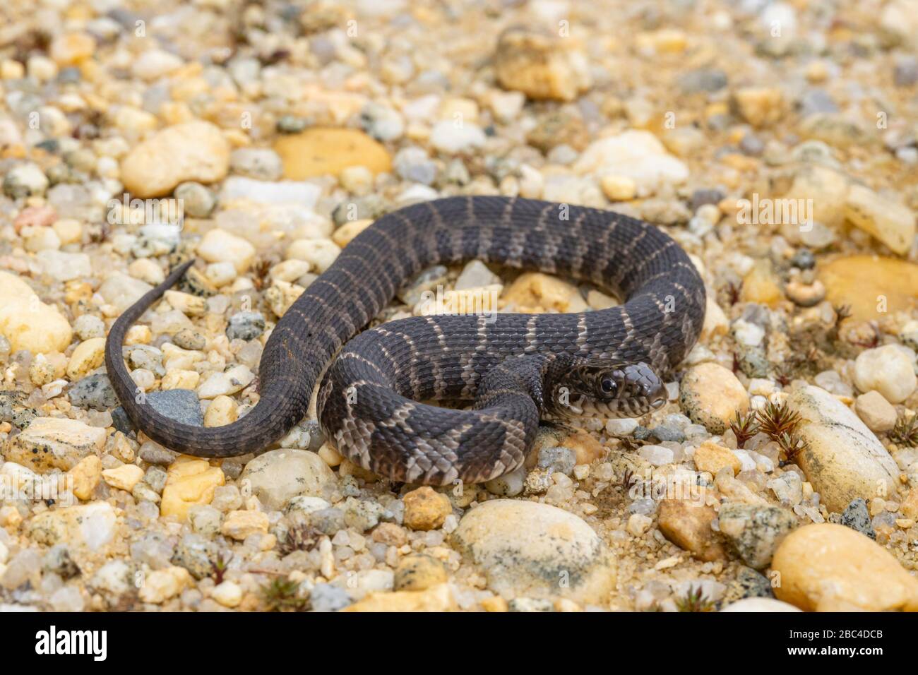 Juvenile northern water snake - Nerodia sipedon sipedon Stock Photo - Alamy