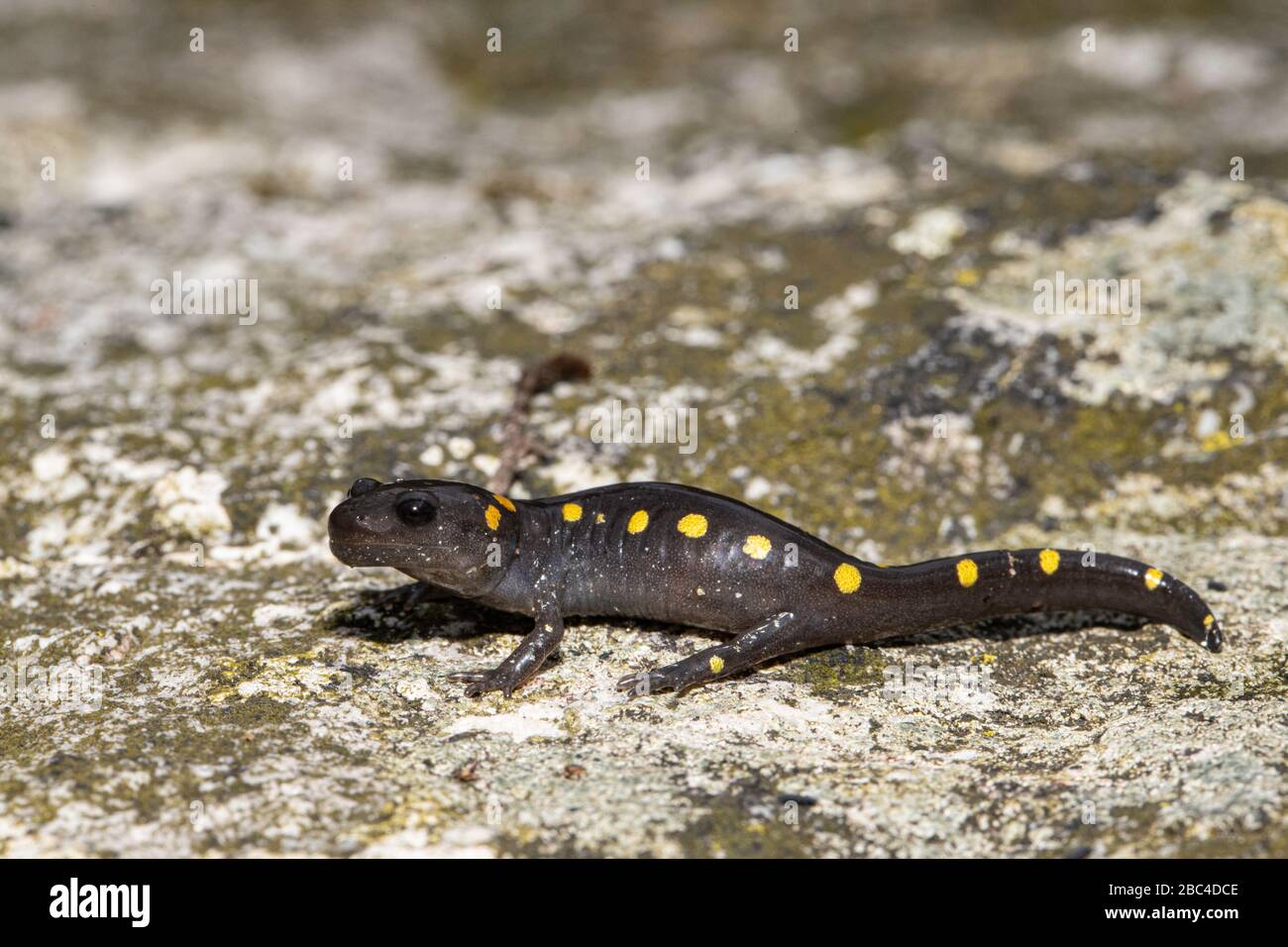 Baby spotted salamander on a mossy rock - Ambystoma maculatum Stock ...