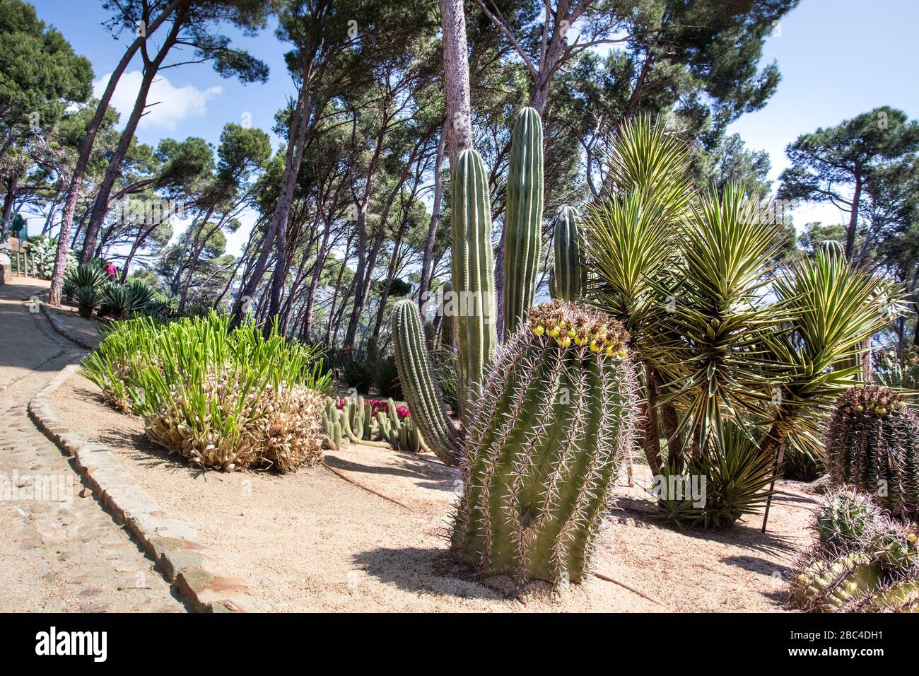 Succulent Cactus Alley in Cap Roig Botanical Garden Stock Photo - Alamy