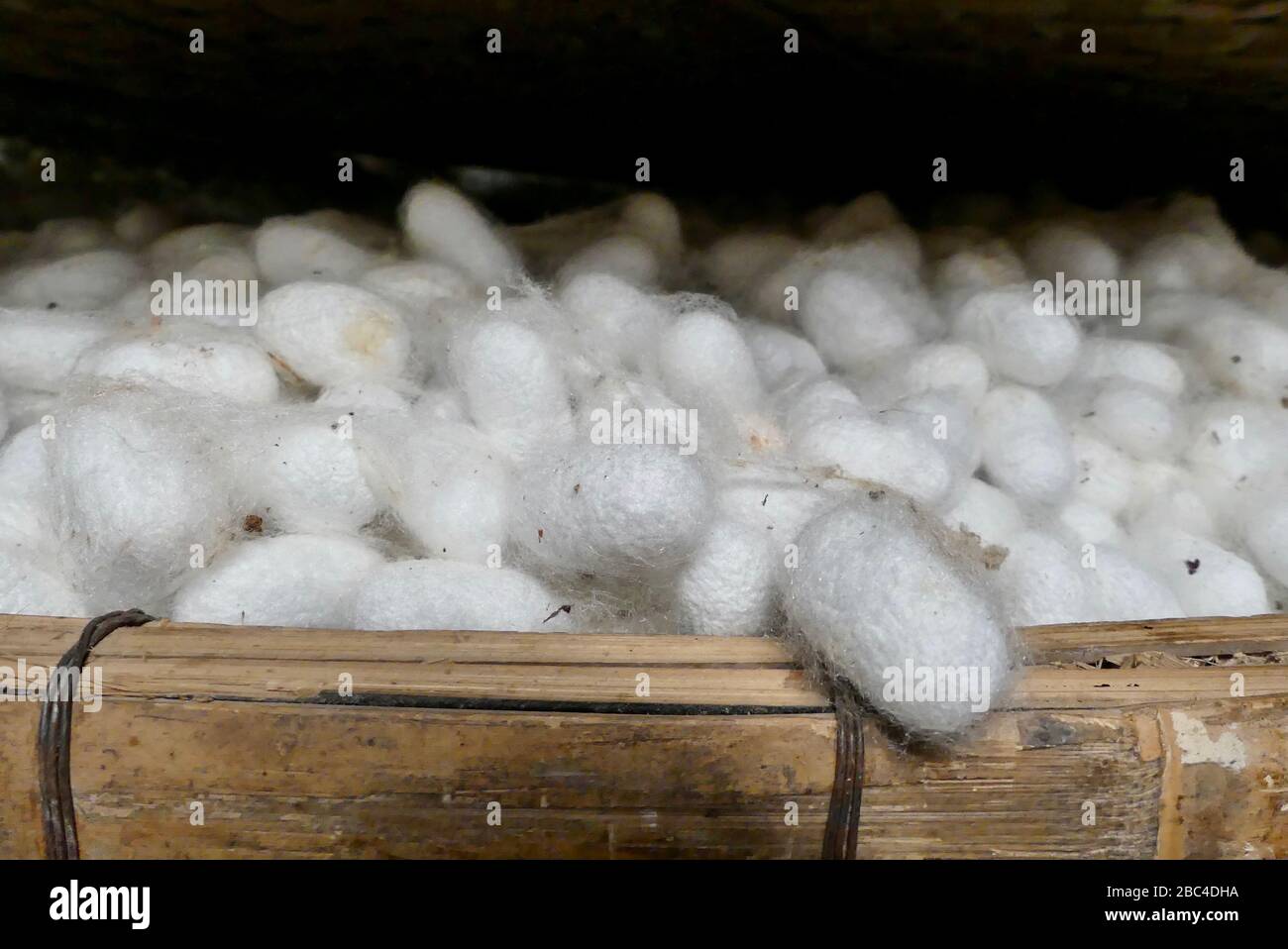 Silkworm production hi-res stock photography and images - Alamy