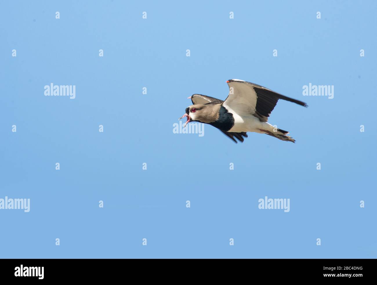 Southern lapwing flying in the sky Stock Photo - Alamy