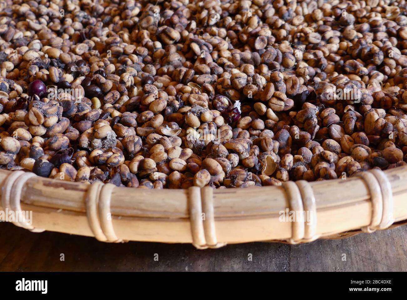 Weasel feces with embedded coffee beans Stock Photo - Alamy