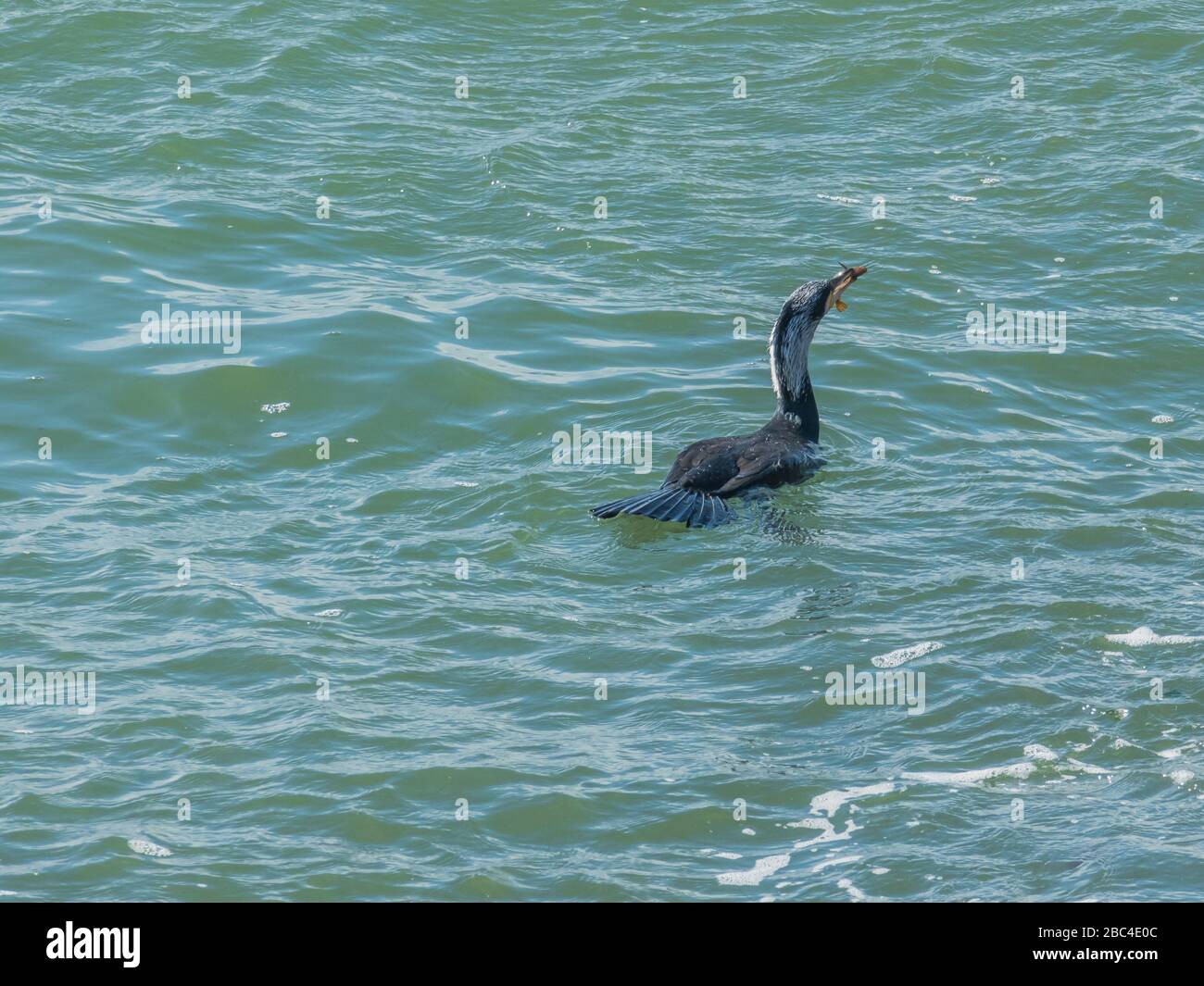 bird cormorant eating a live fish freshly caught in the sea ...