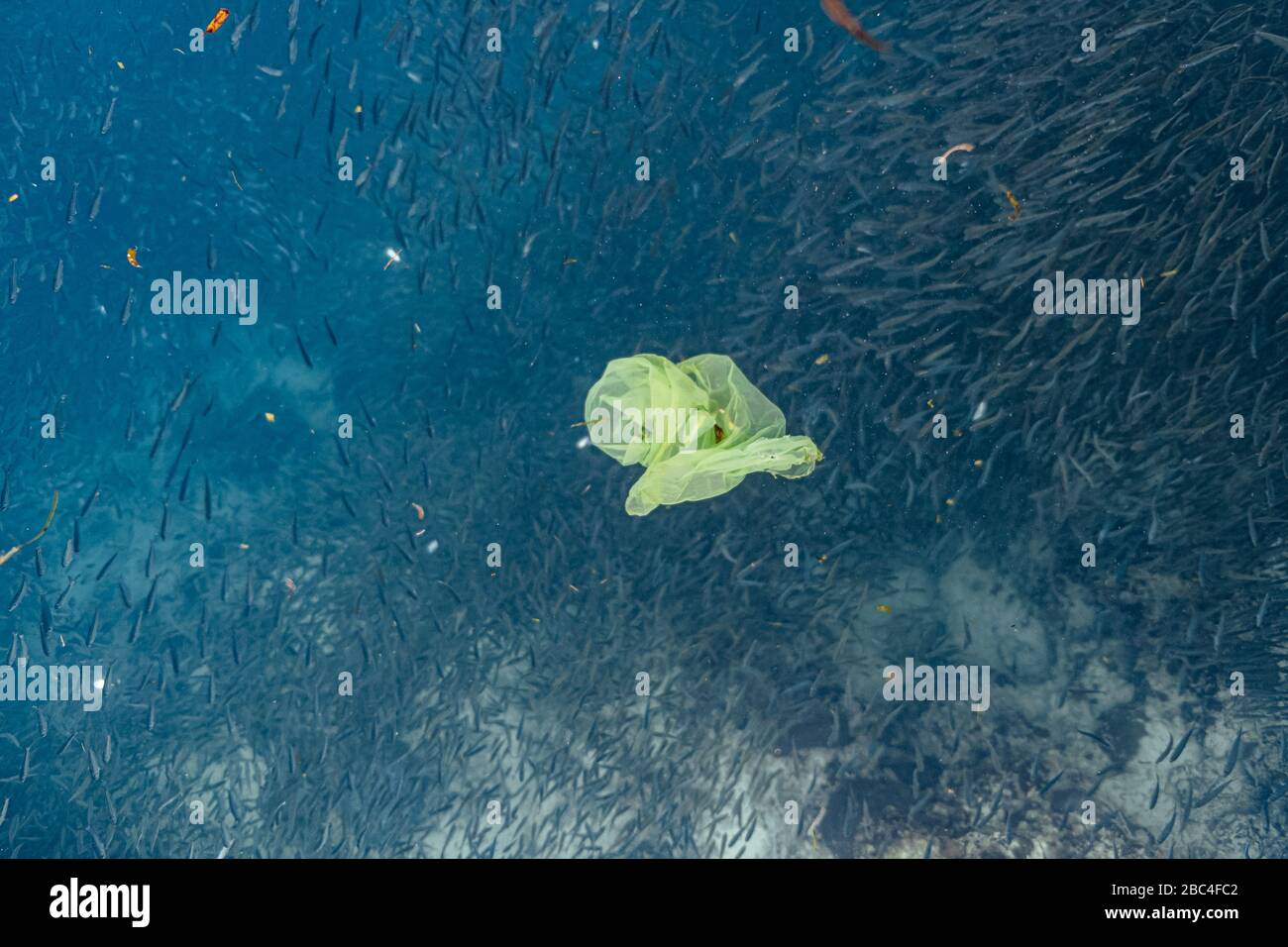 Single-use plastic and school of fish in a shallow reef. Plastic is a ...