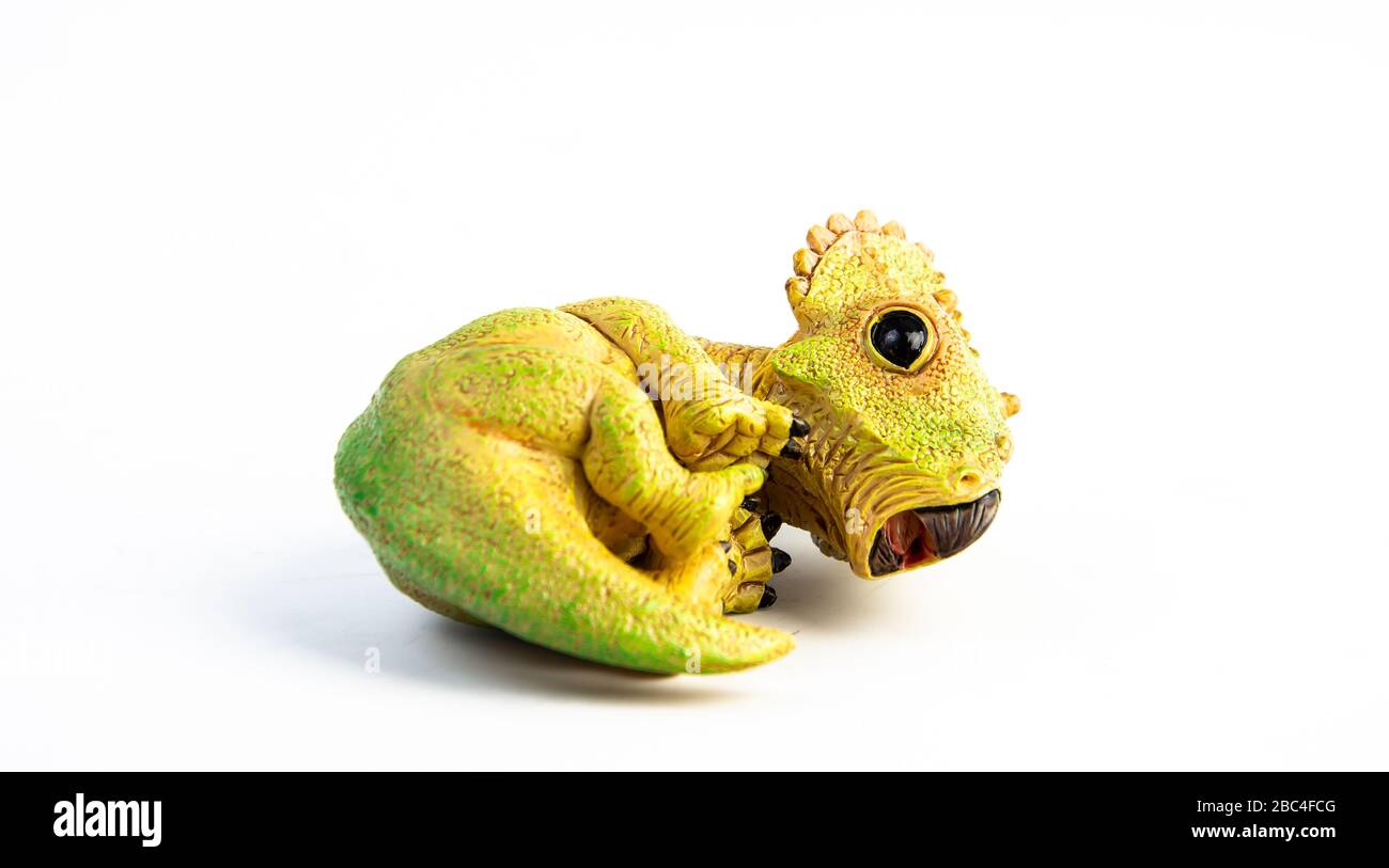 Baby Triceratops ,dinosaur on white background Stock Photo - Alamy