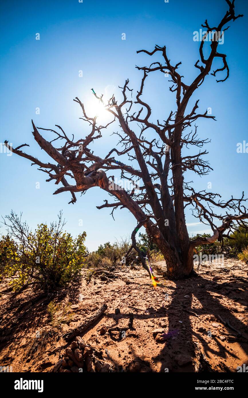 An old snag backlit in the back-country of Arches National Park, Utah ...