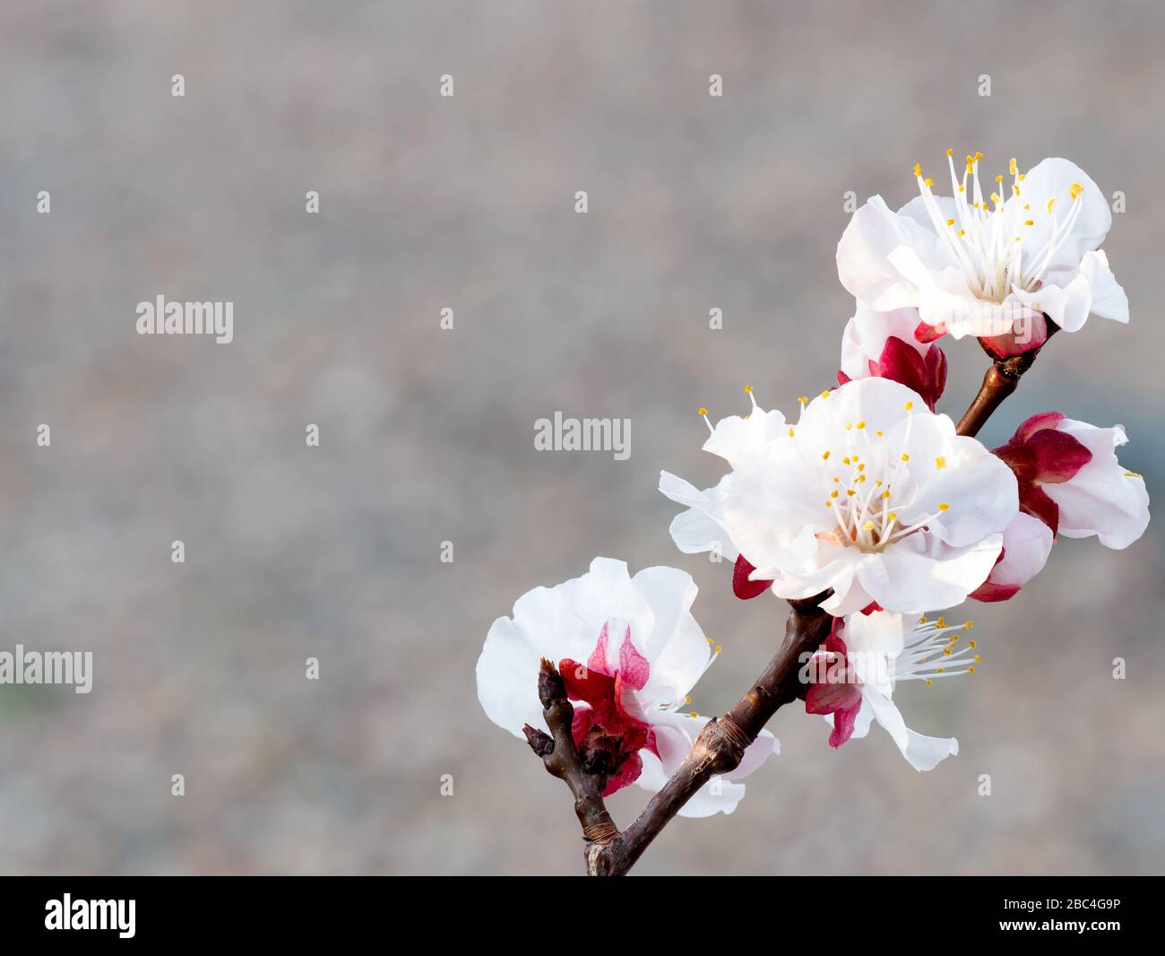 Fruit blooms hi-res stock photography and images - Alamy