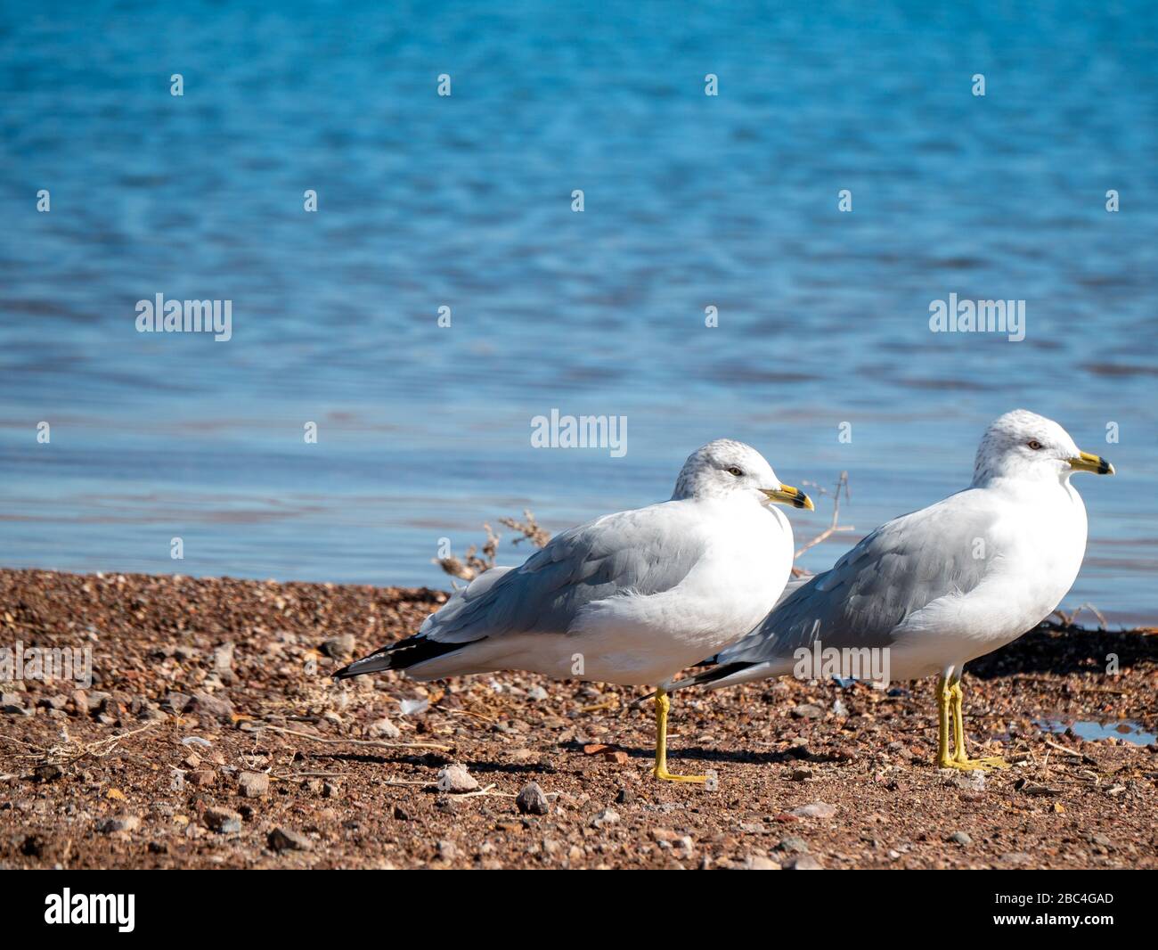 Two seagulls standing on the shore of Pebble Beach, Lake Mead, Nevada, USA Stock Photo - Alamy