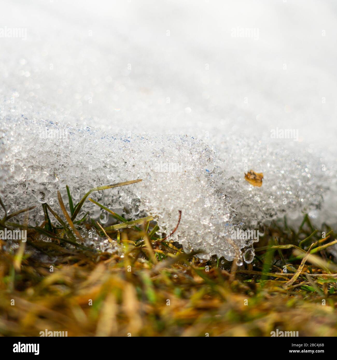 Snow melting. Close-up. The ice is lit by sunlight. The picture was ...