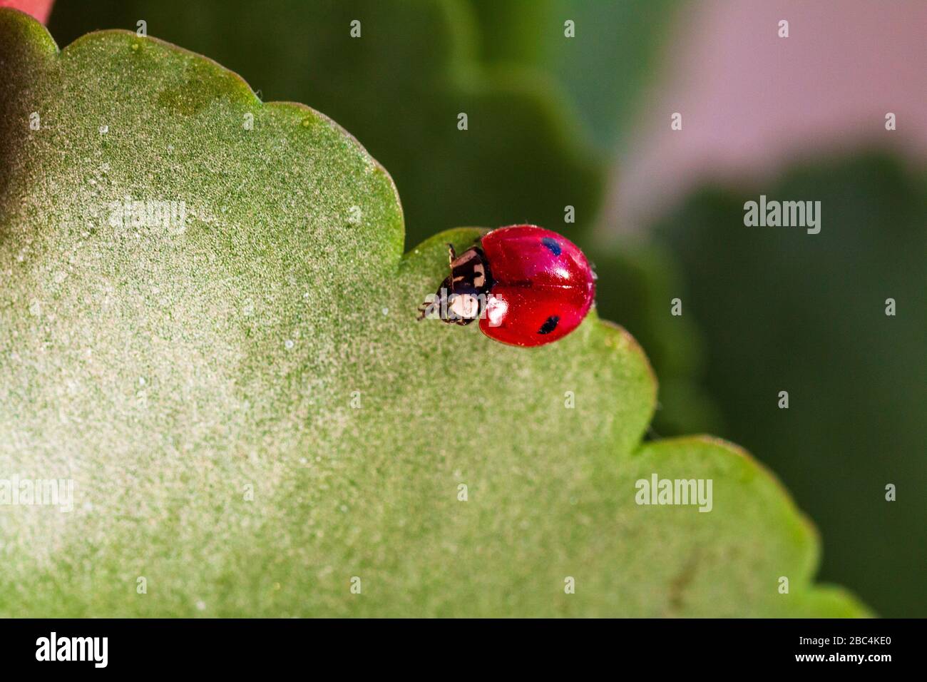 Macro of ladybug on a blade of grass in the morning sun Ladybug - bug ...
