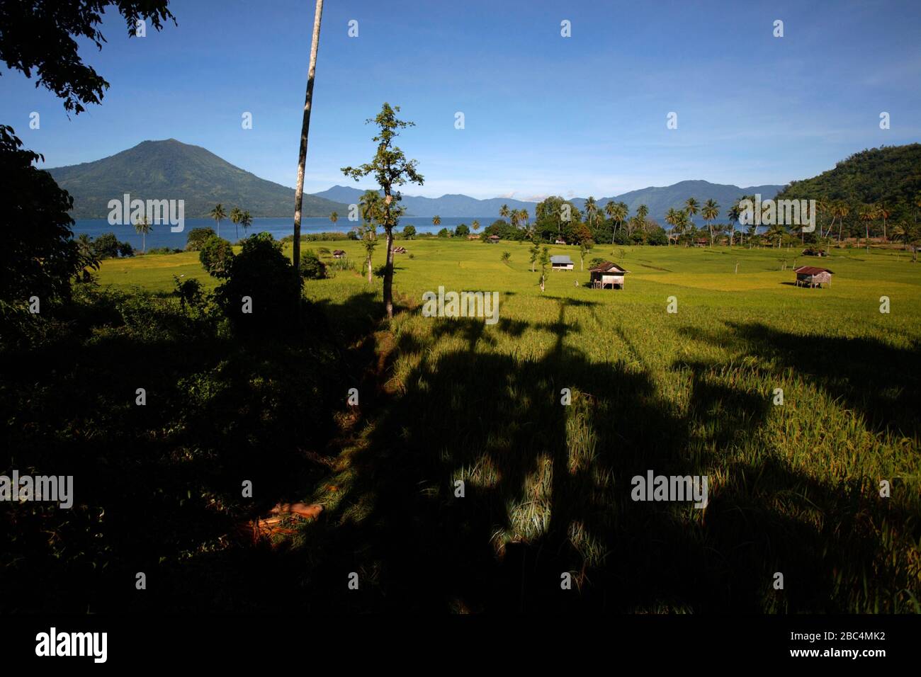 Paddy field and huts on rural landscape of South Sumatra, with Lake ...