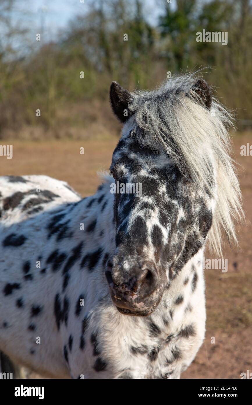 Portrait of a black and white spotted pony Stock Photo - Alamy