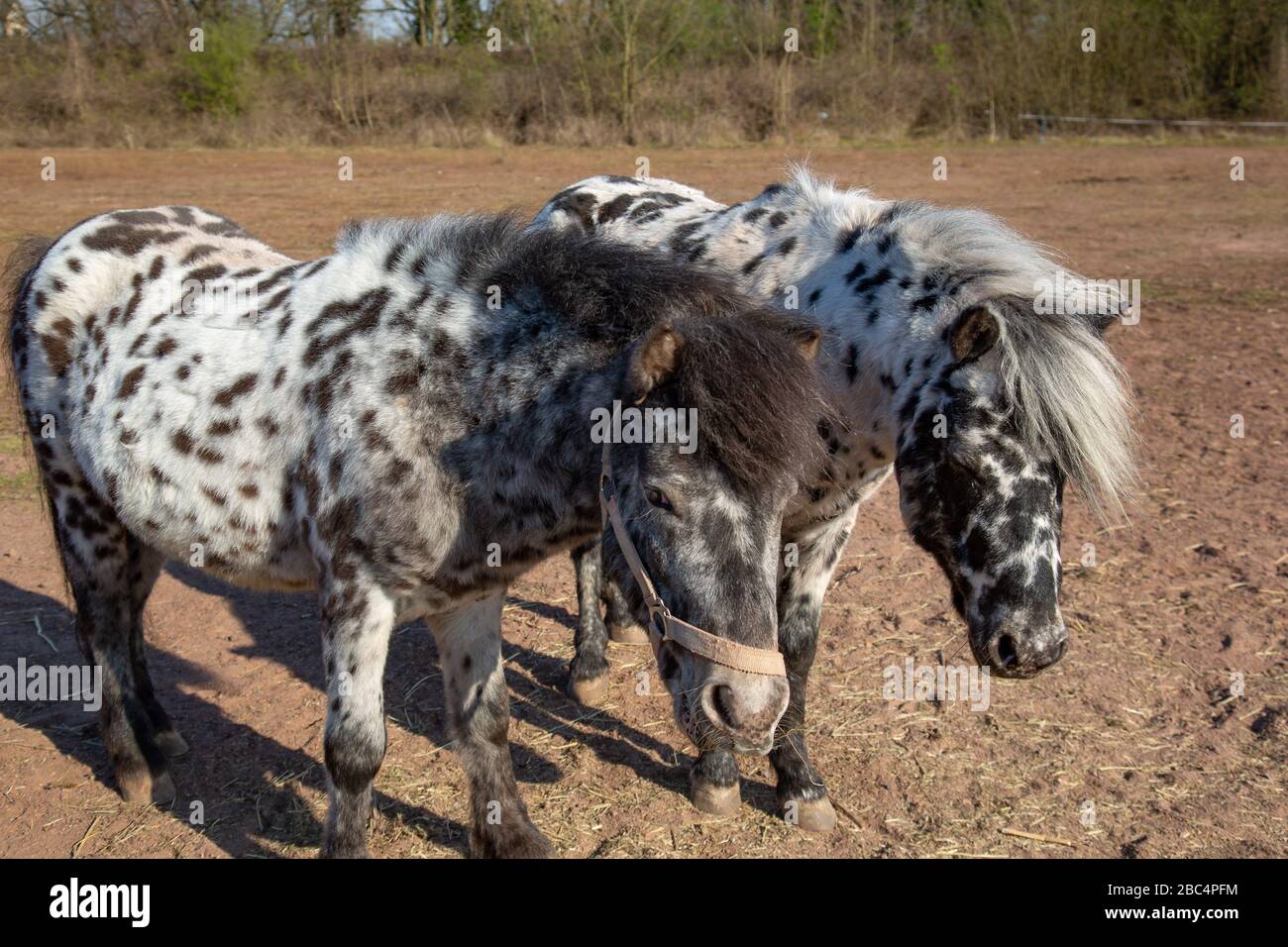 Portrait of two black and white spotted ponys Stock Photo - Alamy