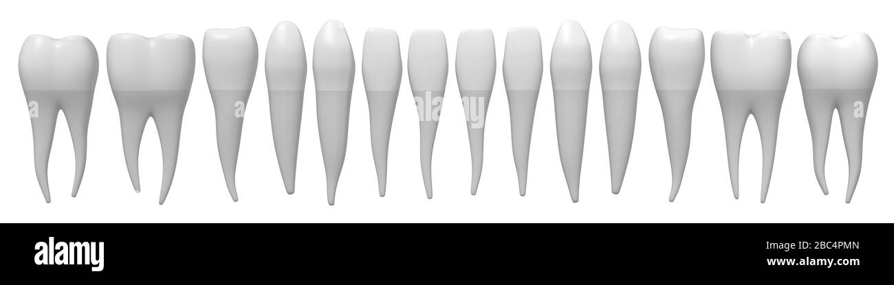 3D healthy human teeth Stock Photo - Alamy