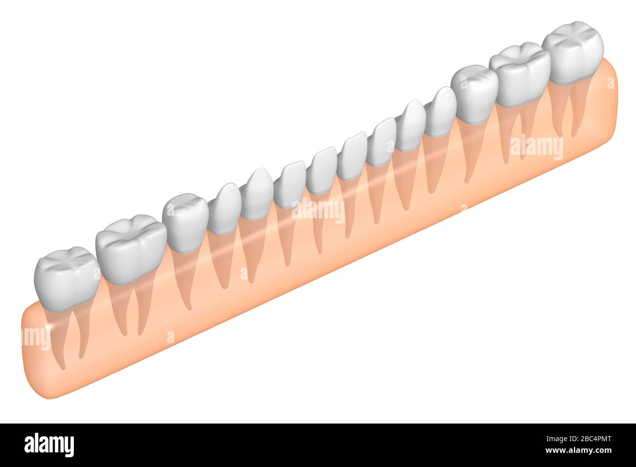 3D healthy human teeth Stock Photo - Alamy