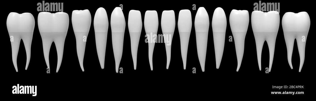 3D healthy human teeth Stock Photo - Alamy