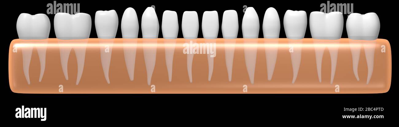 3D healthy human teeth Stock Photo - Alamy