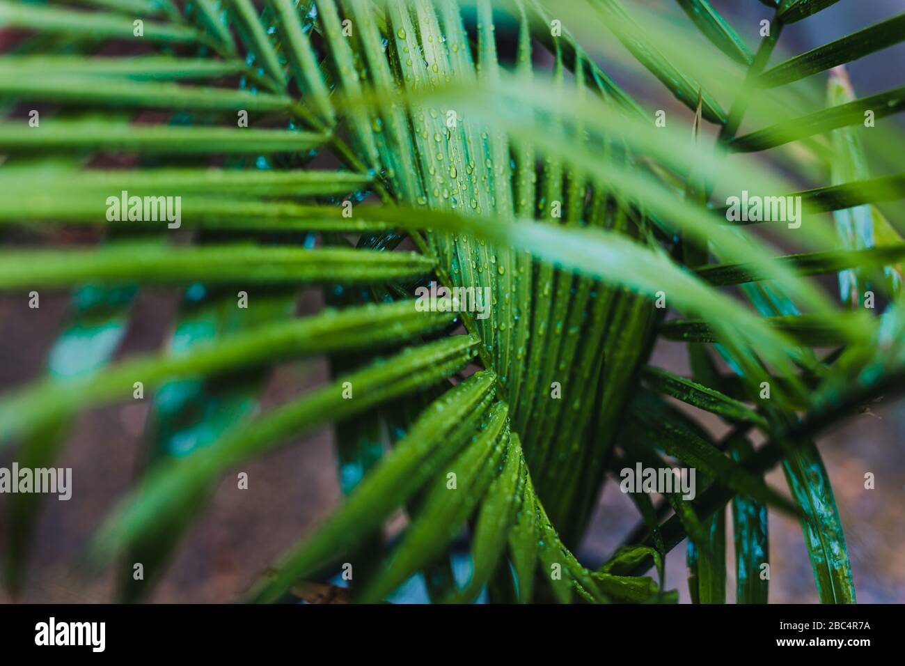 close-up of palm tree leaves with raindrops outdoor in backyard under ...