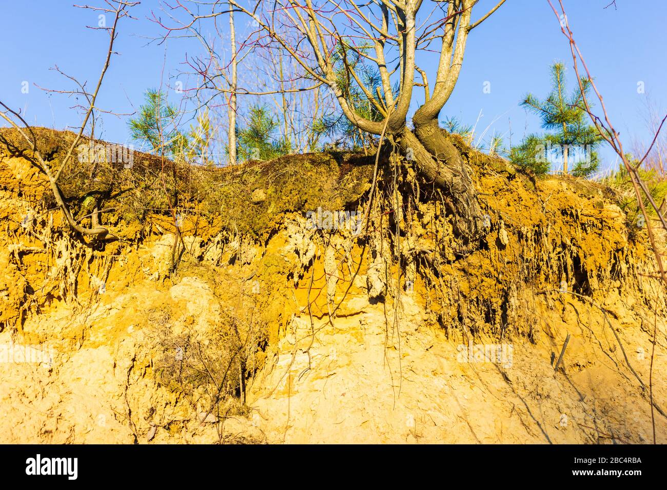 root system of a tree on the slope Stock Photo - Alamy
