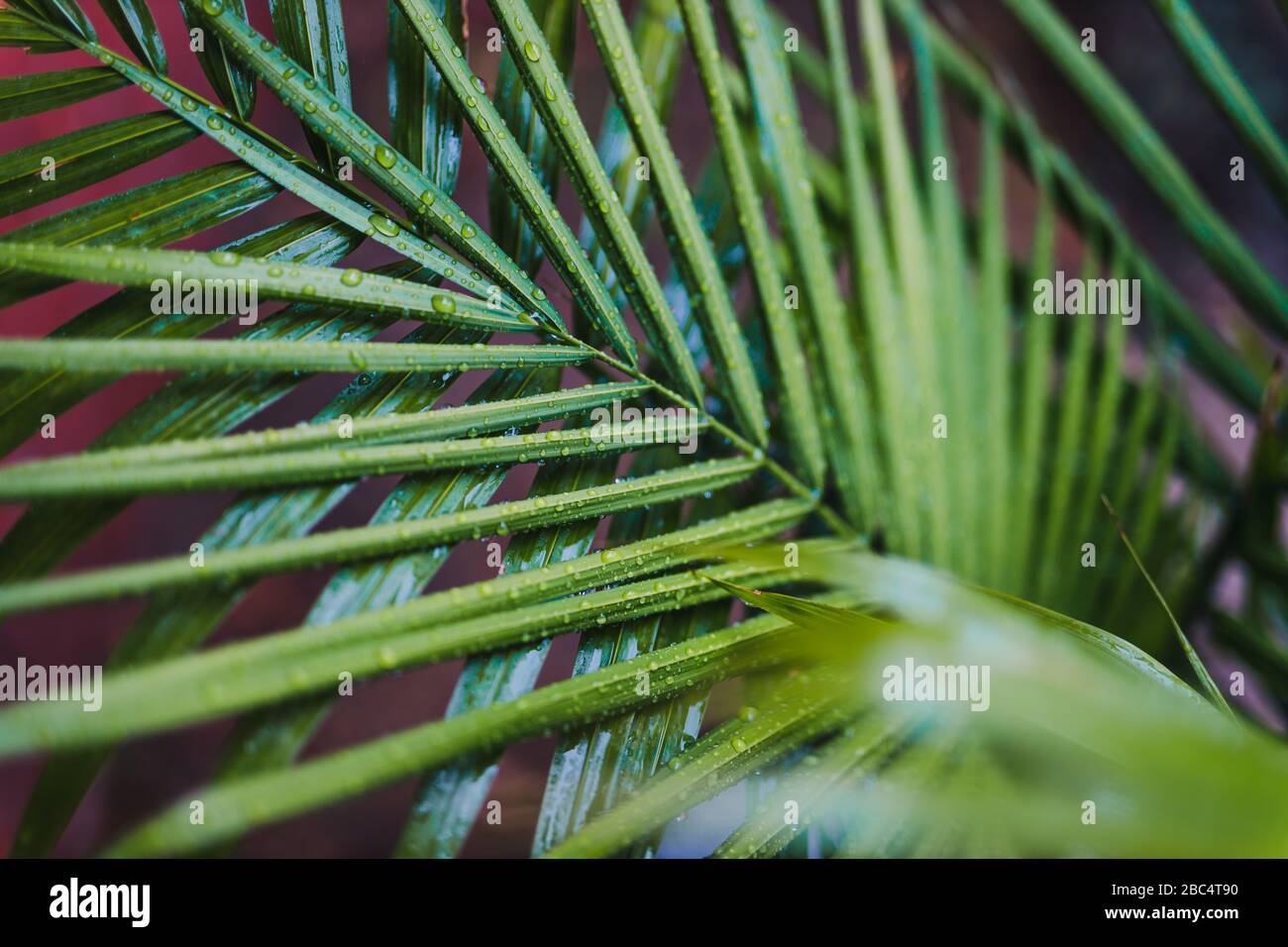 close-up of palm tree leaves with raindrops outdoor in backyard under ...