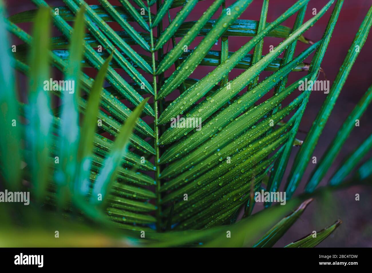 close-up of palm tree leaves with raindrops outdoor in backyard under ...