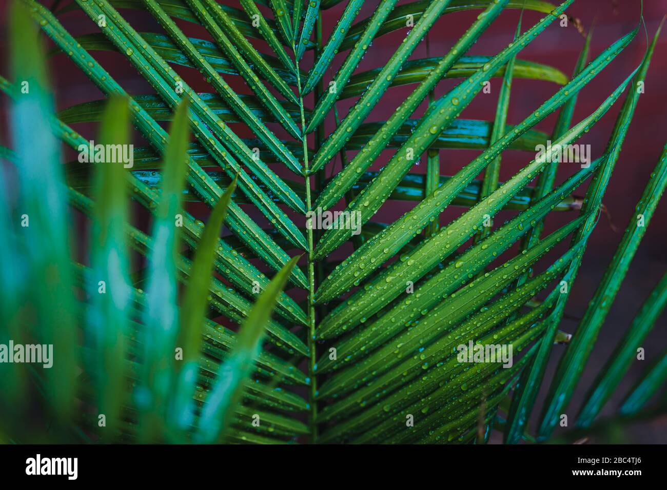 close-up of palm tree leaves with raindrops outdoor in backyard under ...