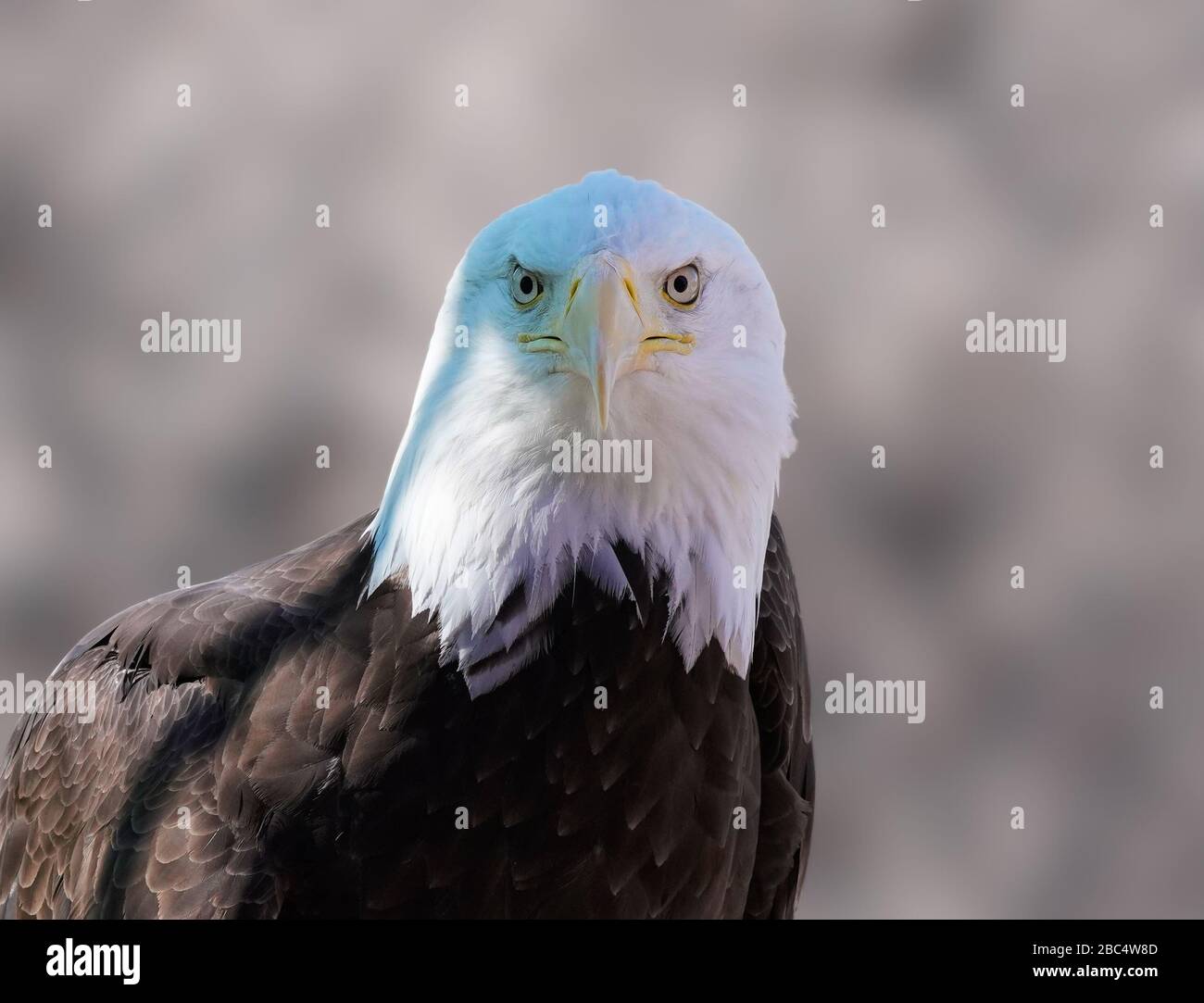 Close up of a male bald eagle looking directly at the camera Stock ...