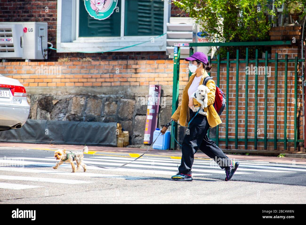Korean woman with a dog hi-res stock photography and images - Alamy