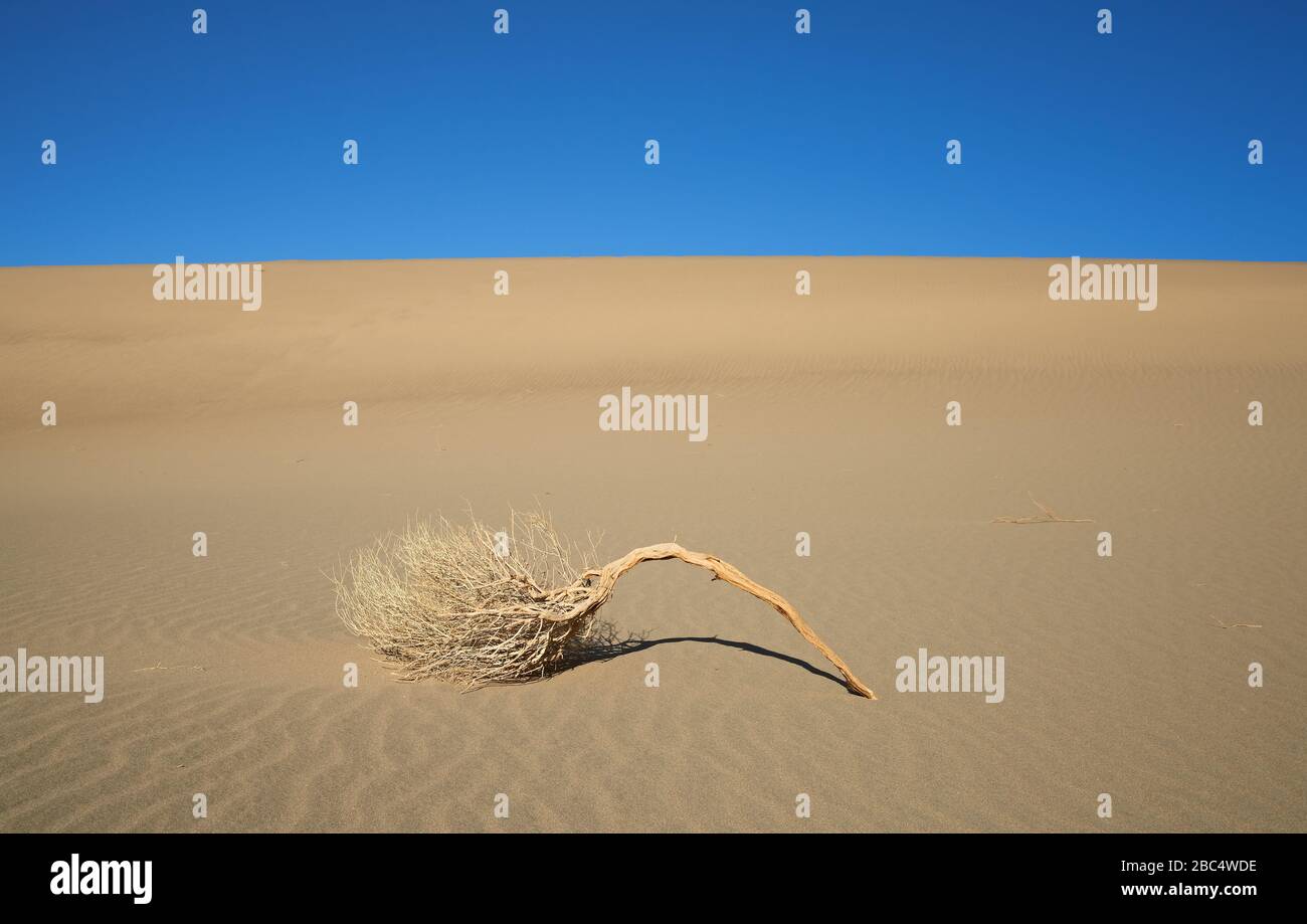 Desert Brush on Sand Dunes Stock Photo - Alamy